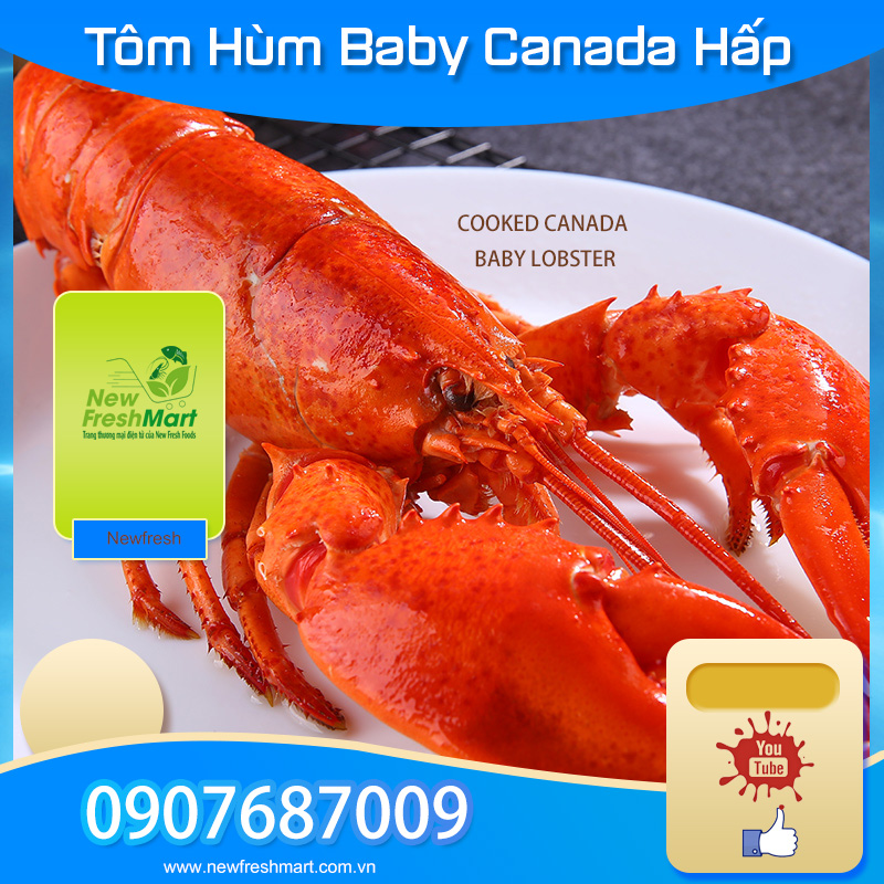 Tôm Hùm Baby Canada Hấp